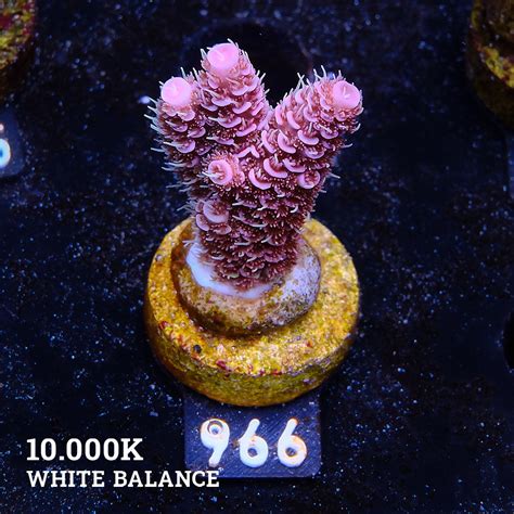 Acropora Millepora Pink And Green Polyps Toms Coral