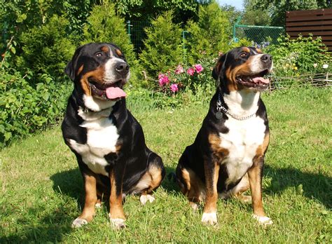 Большие швейцарские зенненхунды на траве - обои для рабочего стола ...