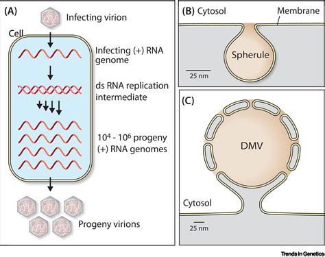 Positive Strand Rna Virus Genome Replication Organelles Structure Assembly Control Trends In