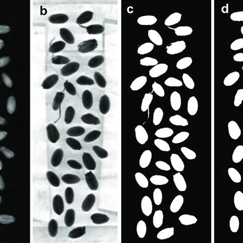 wheat kernels including sprouted examples a reflectance image at 1186