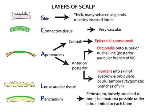 Instant Anatomy Head And Neck Areas Organs Scalp Layers