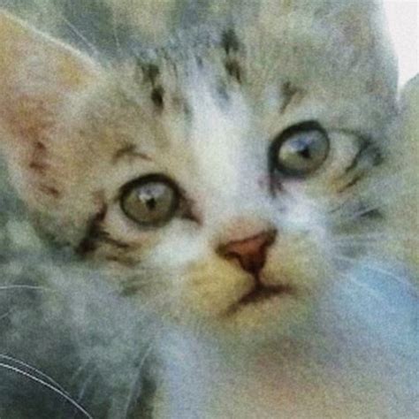 Chini Mini Usa Youtube