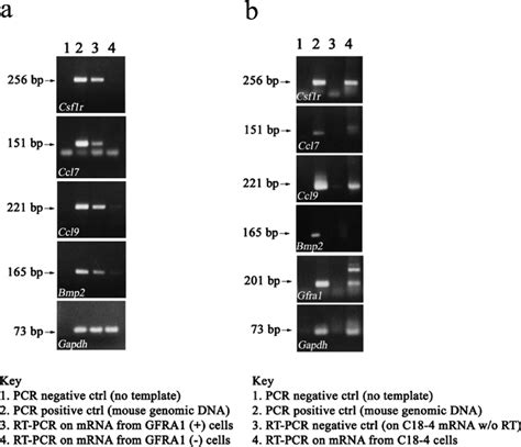 validation of the representative genes of microarray data by