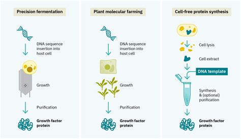 Cultivated Meat Growth Factor Volume And Cost Analysis The Good Food