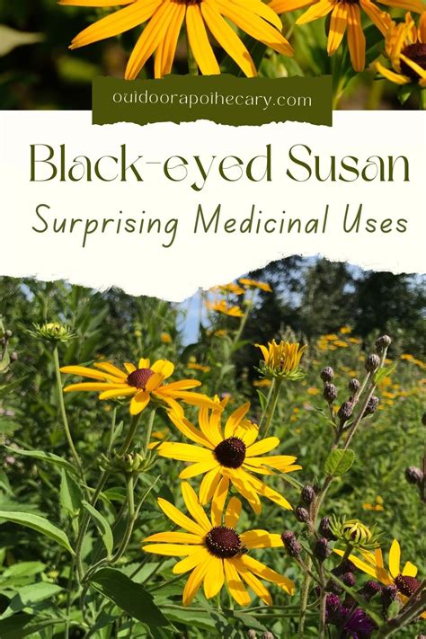 Surprising Black Eyed Susan Medicinal Uses More Than Just A Pretty