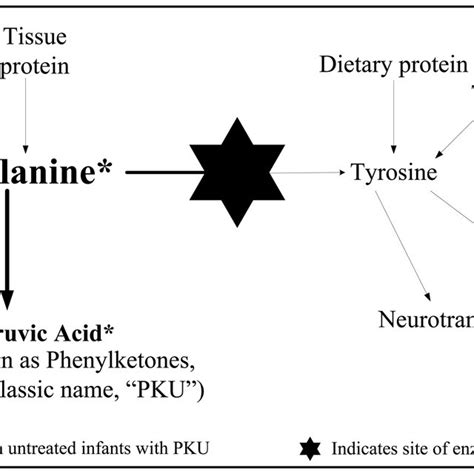 Simplified Phenylalanine Pathway In Pku © Banta Wright 2011 Download