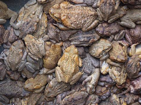 Toxic Cane Toad Stock Image Image Of Poisonous Marinus 29312439