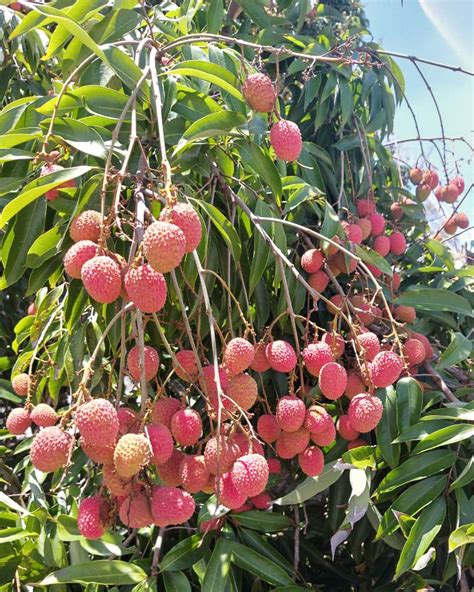 Roveg Fruit B V On Linkedin Lychees Rsa Lychee Season By Air Starts