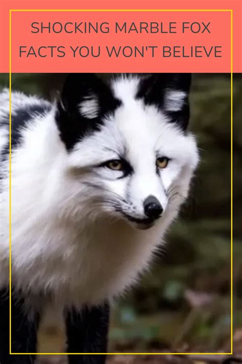 Shocking Marble Fox Facts You Wont Believe In 2025 Fox Facts Fox