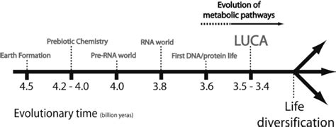 Figure 11 From Bioinformatics Of Genome Evolution From Ancestral To Modern Metabolism