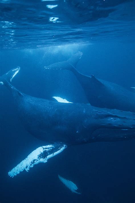Humpback Whale Wallpaper