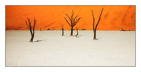 Camelthorn Trees — Shiv Verma Photography