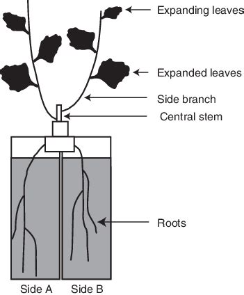 Schematic Diagram Of The Split Root System Used In This Study The Root