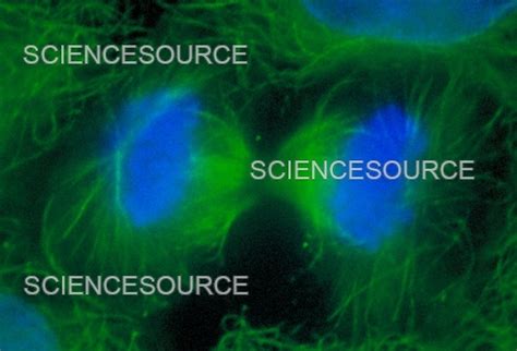 Cytokinesis Microscope