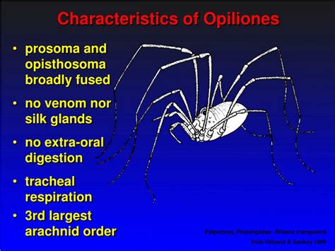 Ppt Harvestmen Opiliones Of Canada Powerpoint Presentation Free