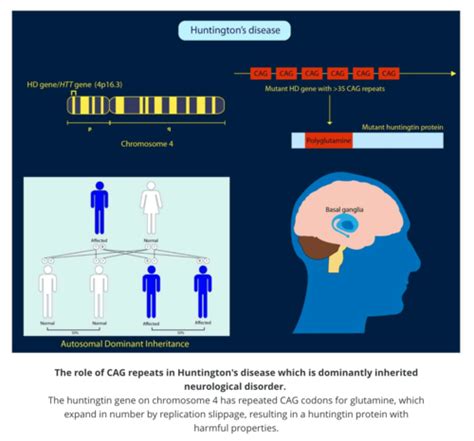 Monogenic Diseases Flashcards Quizlet