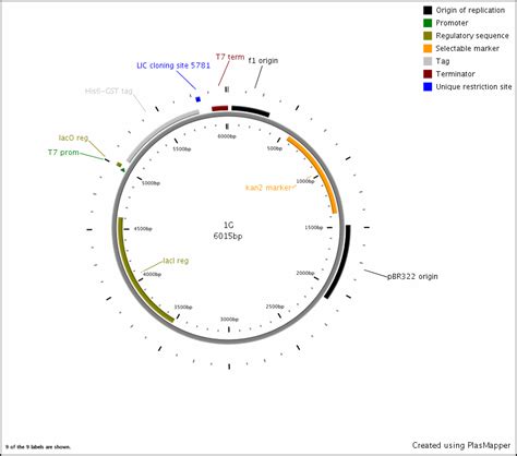 Addgene Pet His6 Gst Tev Lic Cloning Vector 1g