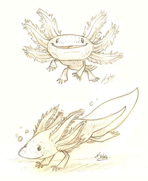 Axolotl Sketch By Kata On DeviantArt