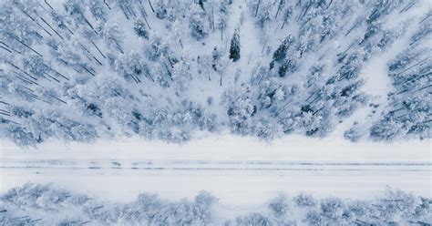 많은 나무로 가득 찬 눈 덮인 숲 사진 Unsplash의 배경 이미지