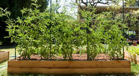 Creative Ways To Make Your Own Tomato Trellis