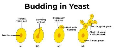 Budding Definition Process Advantages Disadvantages Biology