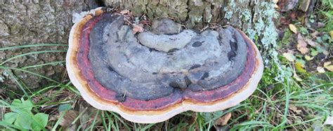 A Study Of A Tree Fungus At JJ Collett Natural Area Ponoka News
