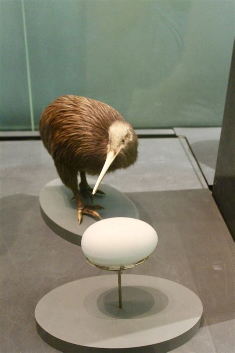 Kiwi Bird Egg Size Comparison