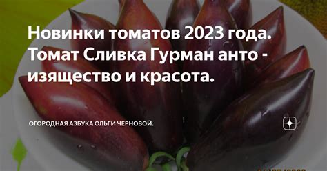 Новинки томатов 2023 года. Томат Сливка Гурман анто - изящество и ...