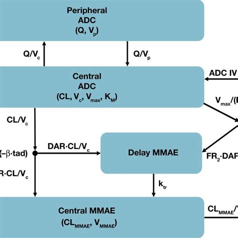 Schematic Representation Of The Four‐compartment Structural Adc‐mmae