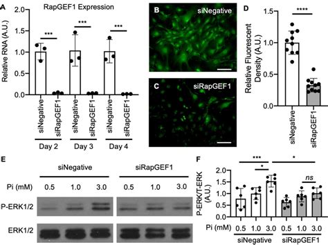 Adaptor Protein Rapgef1 Is Required For Erk1 2 Signaling In Response To Elevated Phosphate In