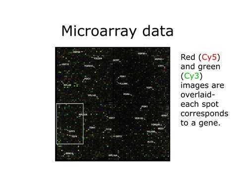 ppt analysis of microarray data powerpoint presentation free