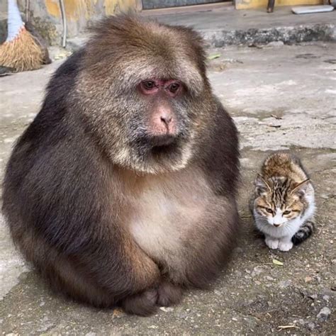 𝐏𝐞𝐭 𝐋𝐢𝐟𝐞 How A Golden Retriever And Newborn Kittens Facebook