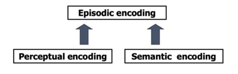 Semantic And Episodic Memory Chapter 8 Flashcards Quizlet