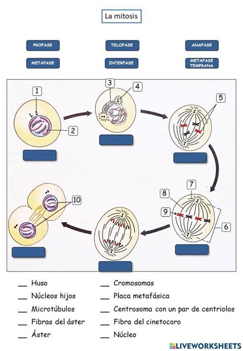Hoja De Trabajo De Los Pasos De La Mitosis Fases De La Mitosis