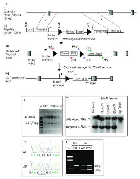 conditional targeted knock in mice at the rosa26 locus a schematic