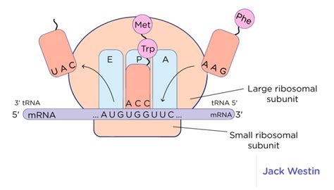 Codon Anticodon Relationship Genetic Code Mcat Content