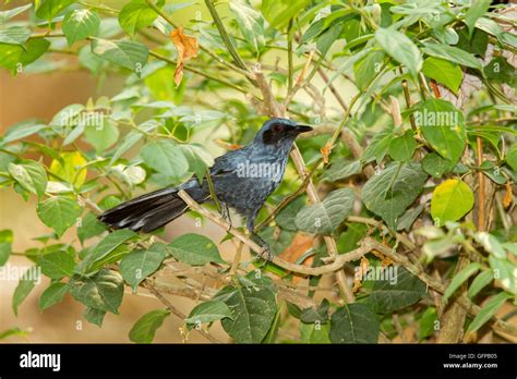 Blue Mockingbird Melanotis Caerulescens El Tuito Jalisco Mexico 11