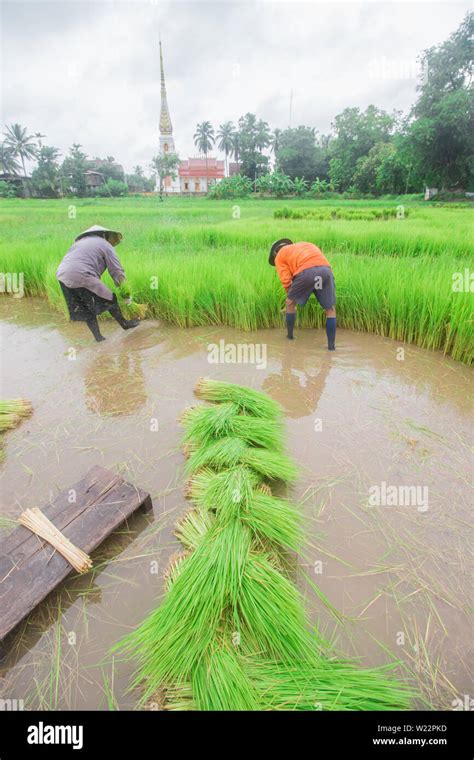 Farmers Working Planting Rice In The Paddy Field Stock Photo Alamy