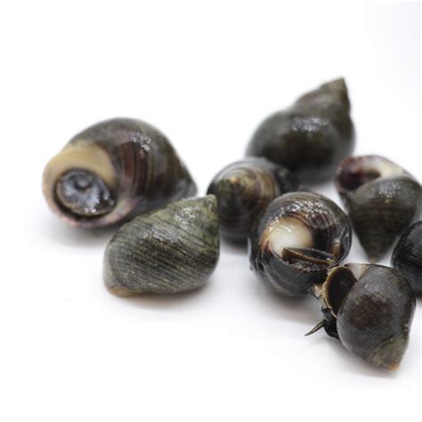 Buy Fresh Periwinkles Online Galician Shellfish Home Delivery