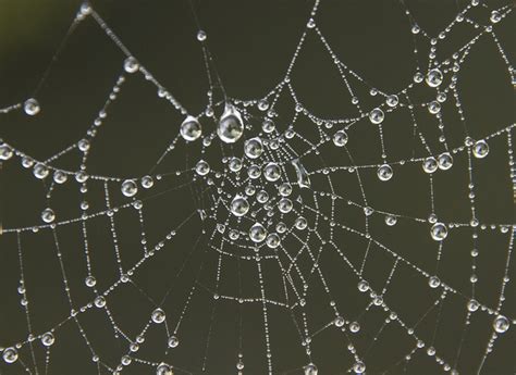 9 Amazing Facts About Spider Silk Always Learning