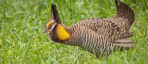 Definitive Guide To Attwaters Prairie Chicken Facts Habitat