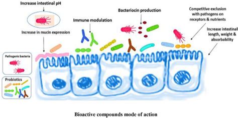 Bioactive Compounds Mode Of Action Effects Of Bioactive Compounds On Download Scientific