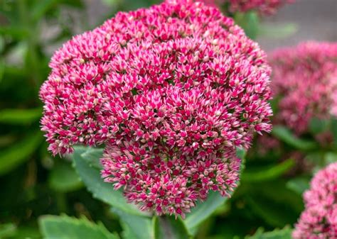 Beautiful Purple Sedum Flowers In The Autumn Garden Stock Image