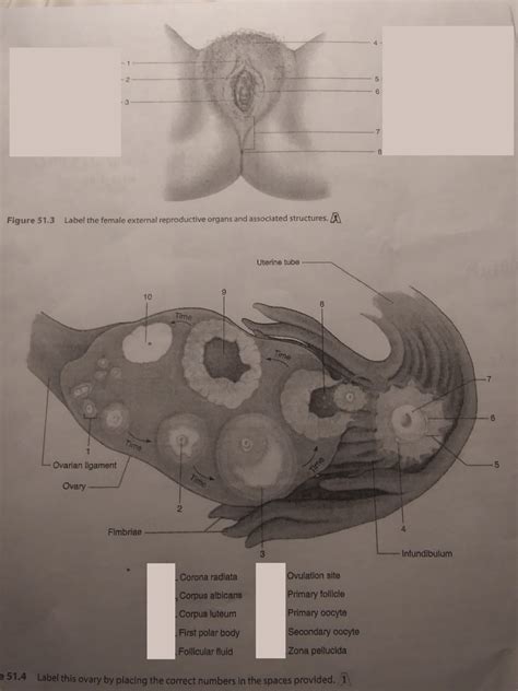 Ovary Diagram Quizlet