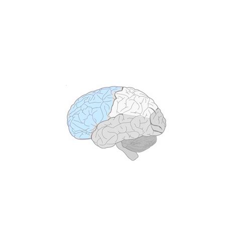 Brain Anatomy Flashcards Memorang