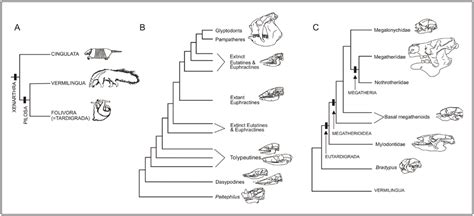Loss Of Ancient Diversity Of Xenarthrans And The Value Of Protecting