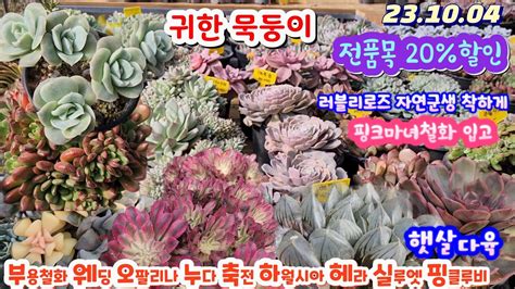 햇살다육1묵둥이20특가미니벨황금눈망울런필웨딩부용철화핑클루비메이플오팔리나누다쿠페리수정드레곤볼실루엣축전헤라 Youtube