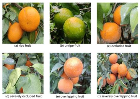 Ag Yolo A Rapid Citrus Fruit Detection Algorithm With Global Context Fusion