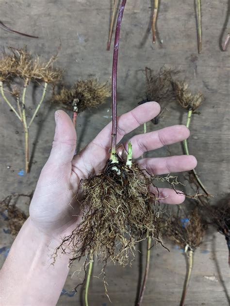 Advice On Storing Raspberry Canes R Gardening