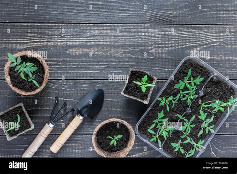 Eco Friendly Pots With Green Young Seedlings Tomato On Wooden
